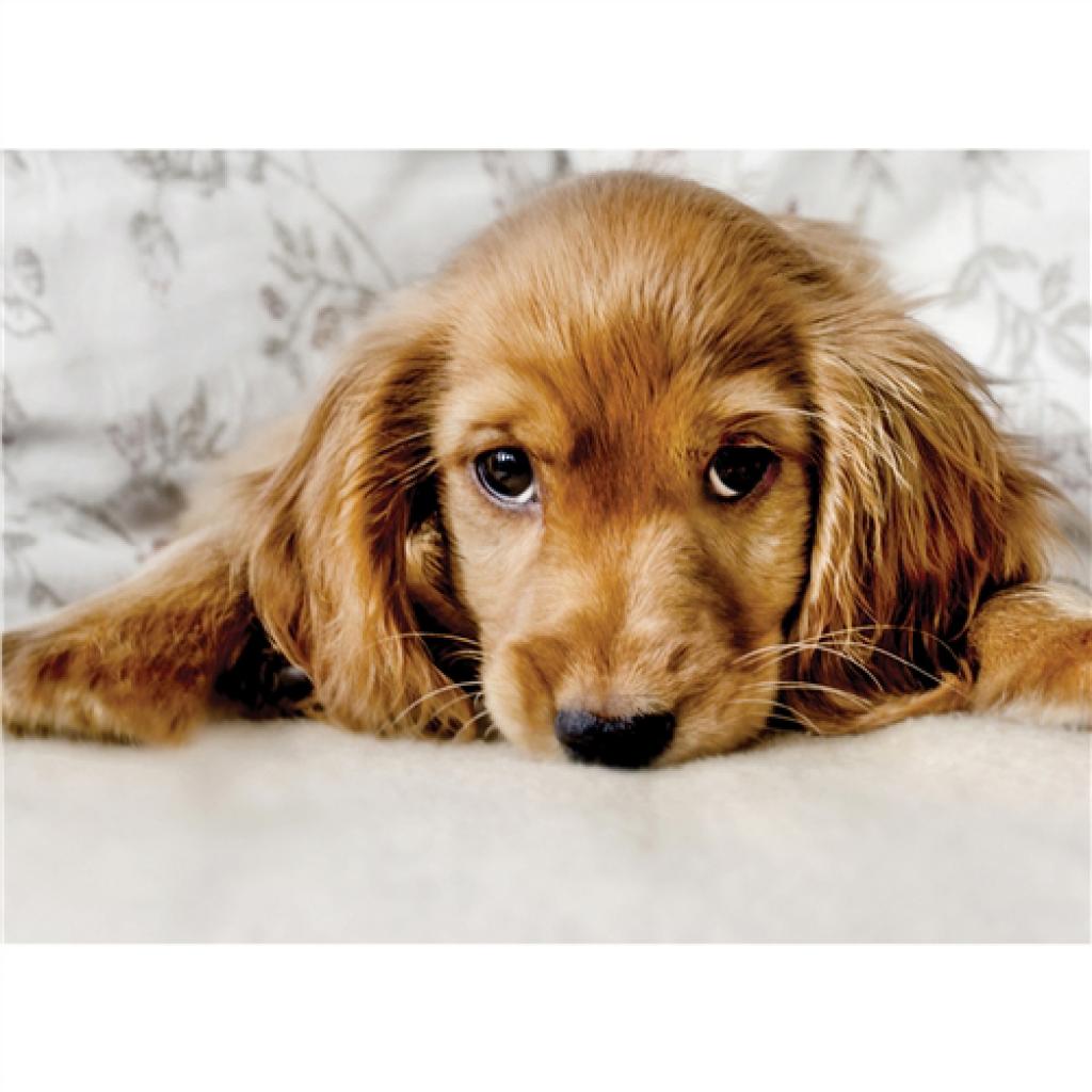 Cocker Spaniel Themed Products | Animal Gift Club